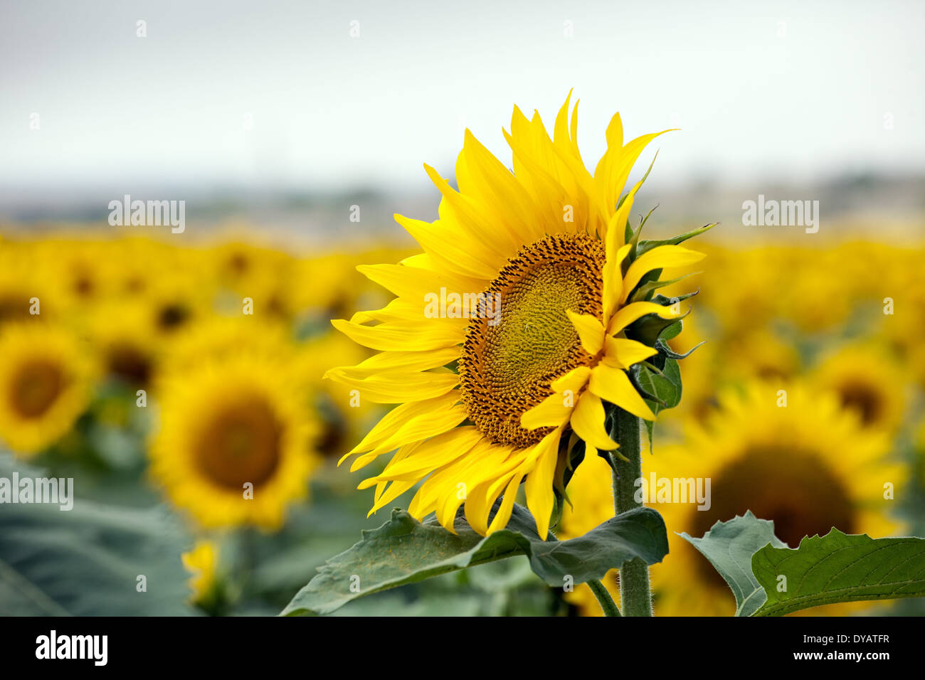 one big sunflower on wide yellow field of sunflowers background Stock ...