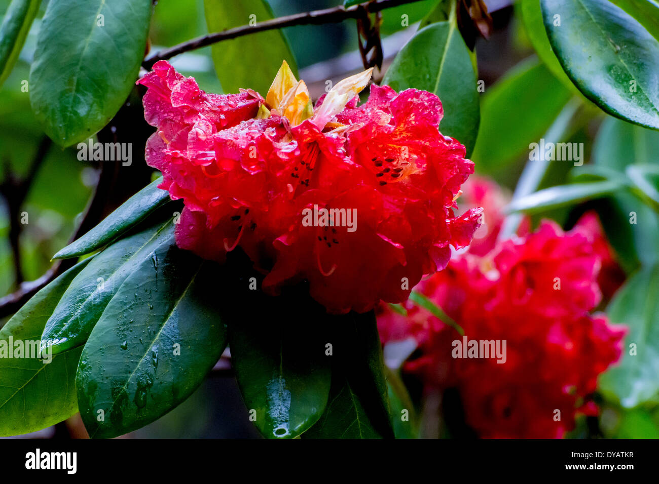 Red rhododendron hi-res stock photography and images - Alamy