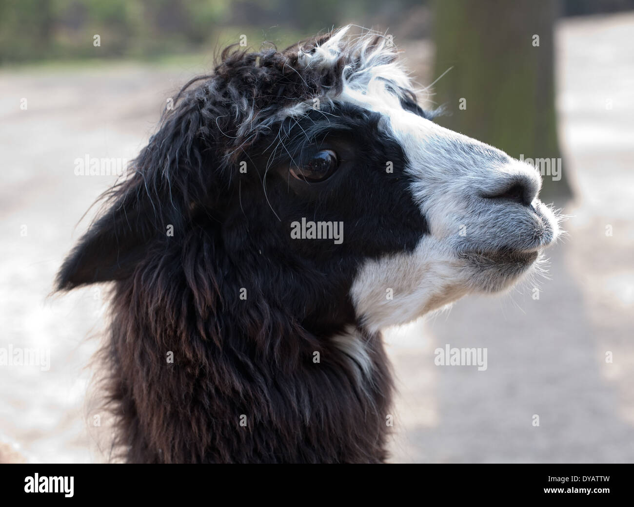 Profile llama animal head hi-res stock photography and images - Alamy