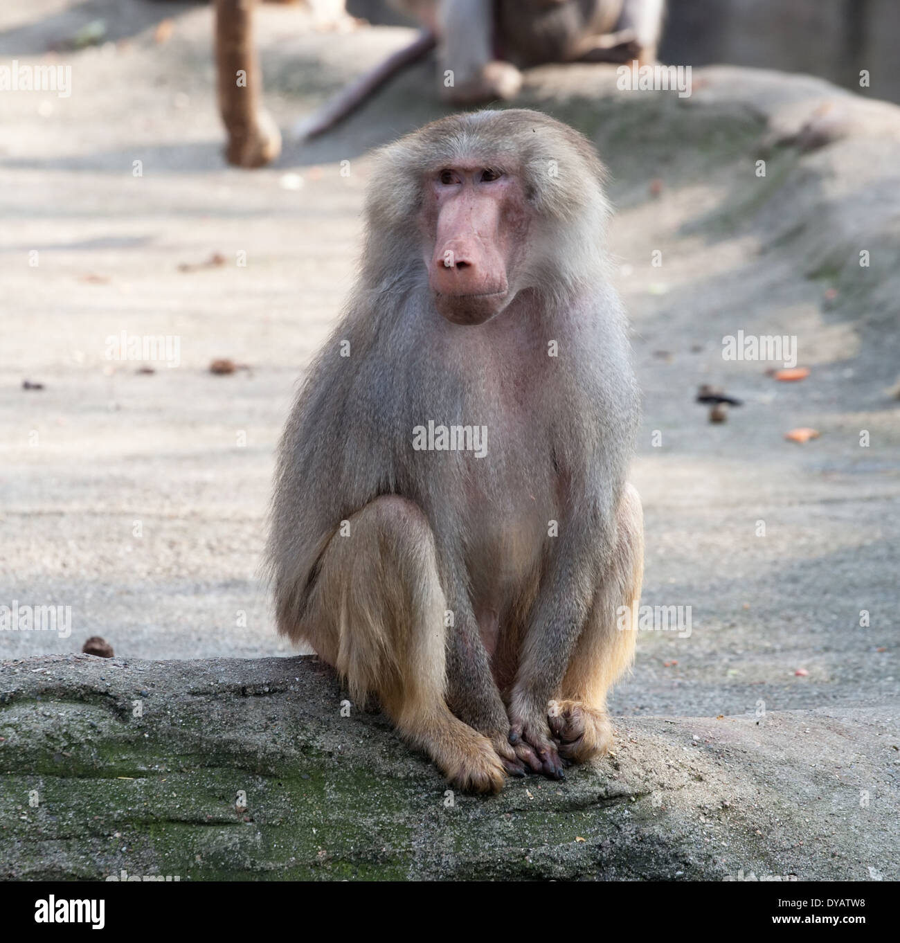 Monkey with pink face hi-res stock photography and images - Alamy