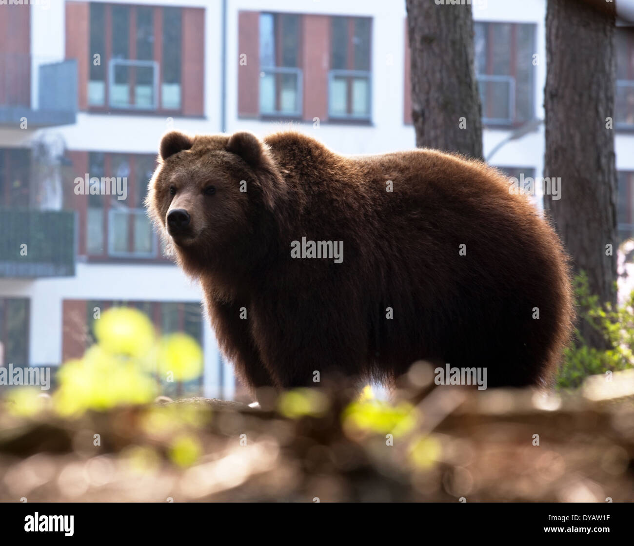 big brown bear standing on town houses background Stock Photo - Alamy