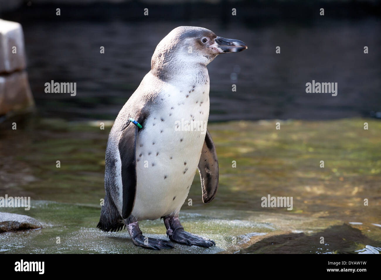 Closeup penguin beak hi-res stock photography and images - Alamy