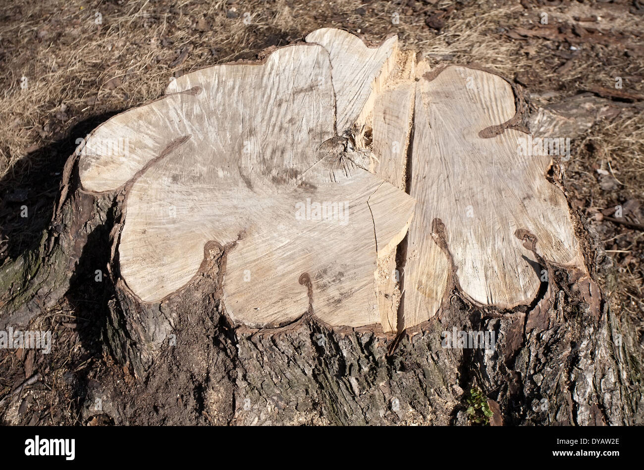 big tree stump closeup on outdoor background Stock Photo - Alamy