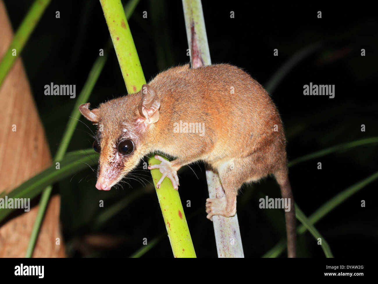 Grey four eyed opossum costa rica hi-res stock photography and images ...