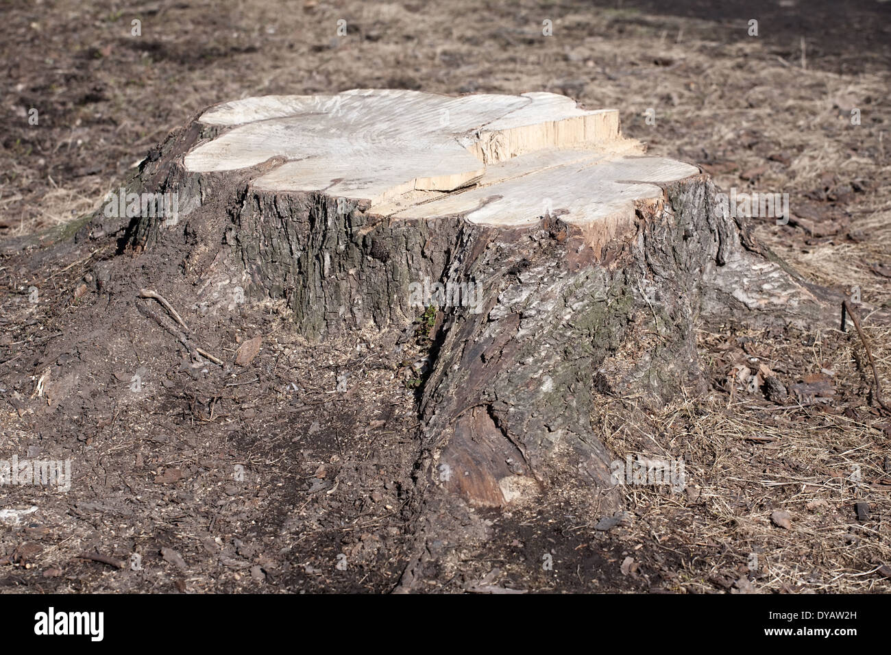 big tree stump closeup on outdoor background Stock Photo - Alamy
