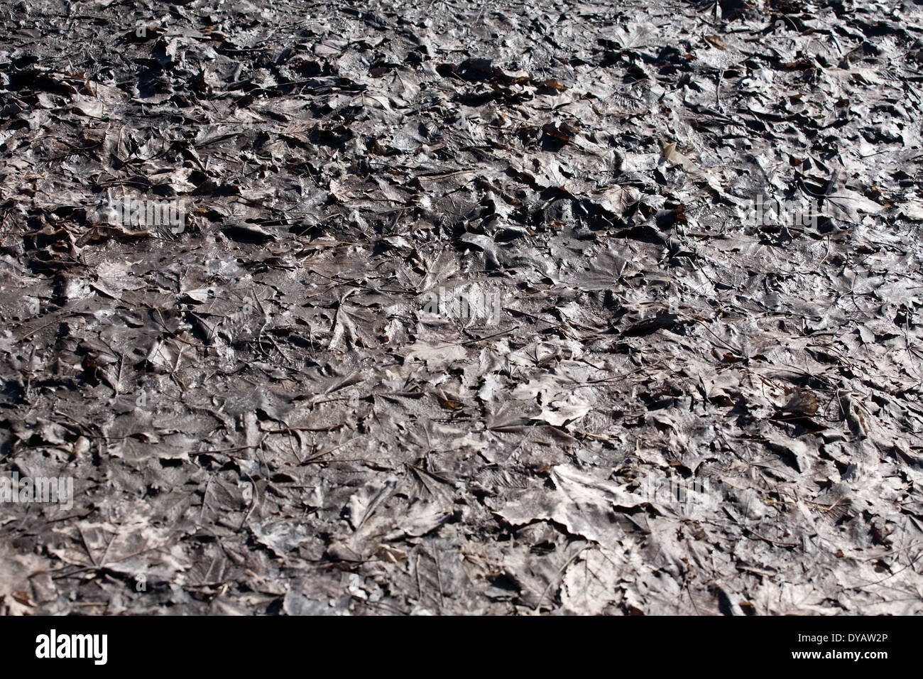 Rotten leaves hi-res stock photography and images - Alamy