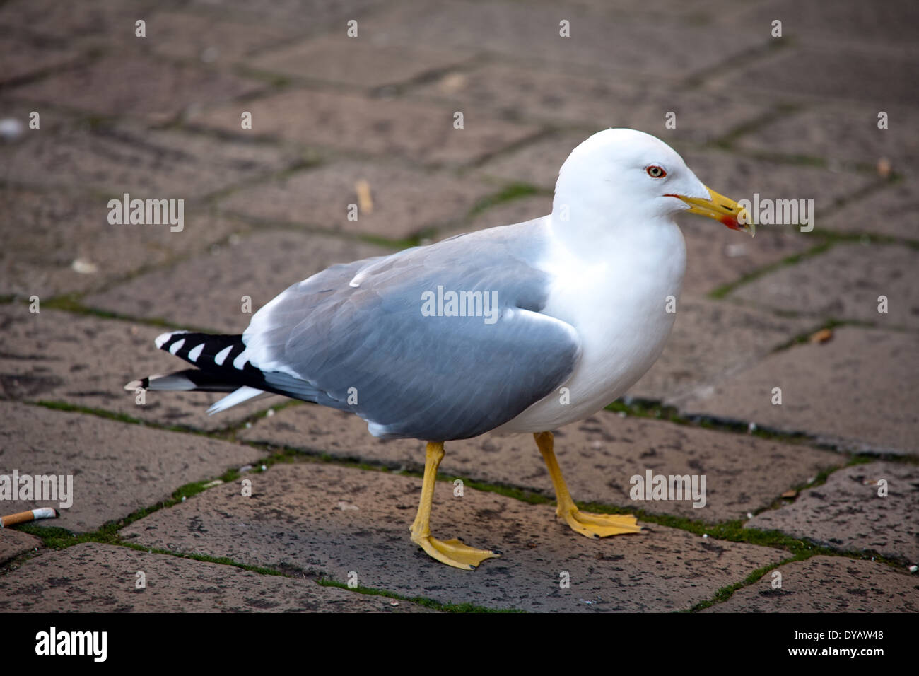 big seagull walking on city pavement cobblestone background Stock Photo ...