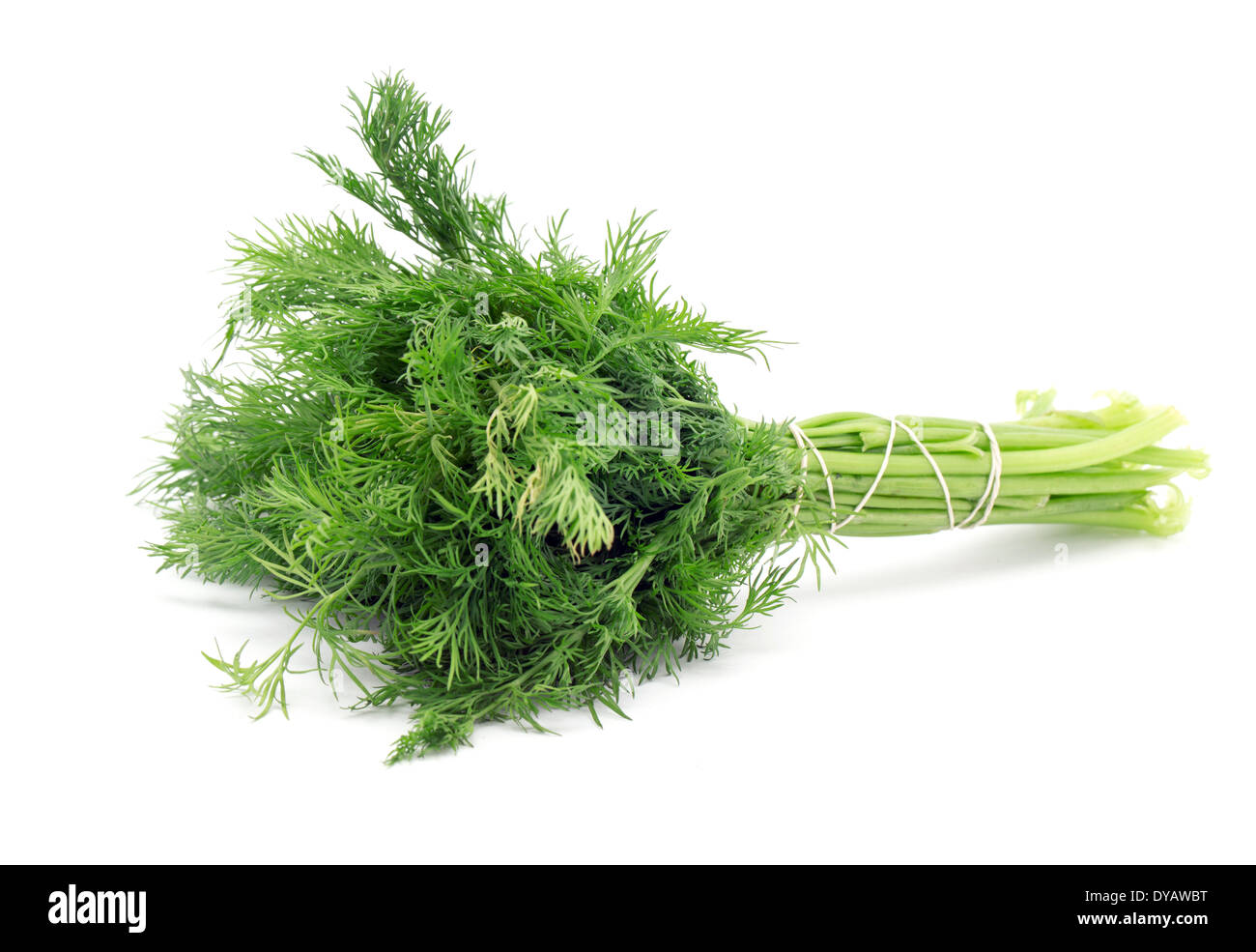 Bunch of fresh dill. Isolated on white background Stock Photo - Alamy