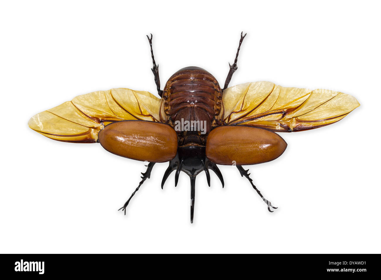 Beetle foot hi-res stock photography and images - Alamy