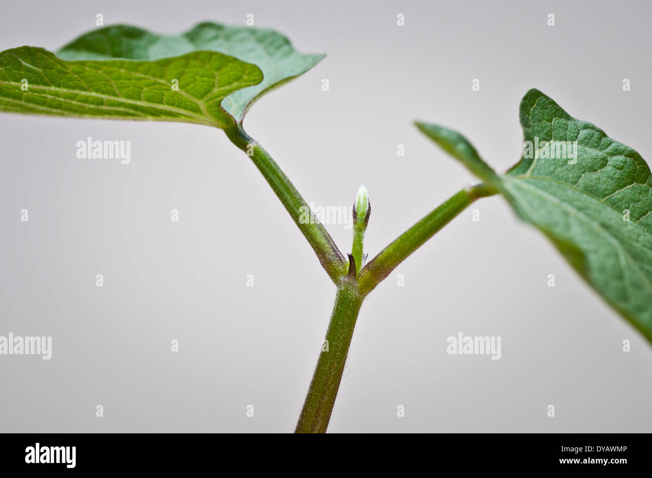 Dwarf French Bean seedling sprouting Stock Photo - Alamy