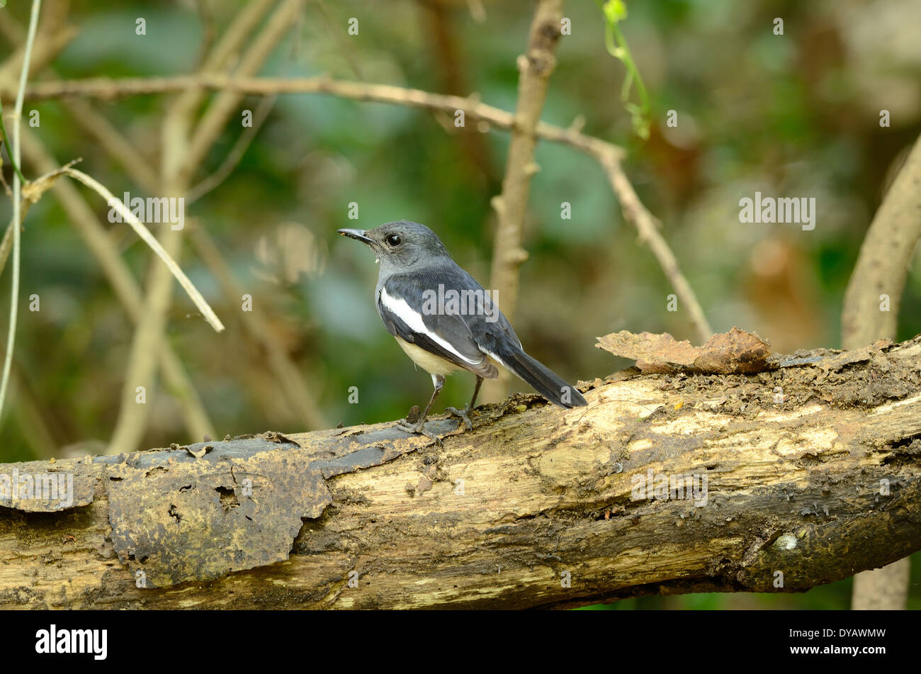 beautiful female oriental magpie-robin (Copsychus saularis) standing on ...