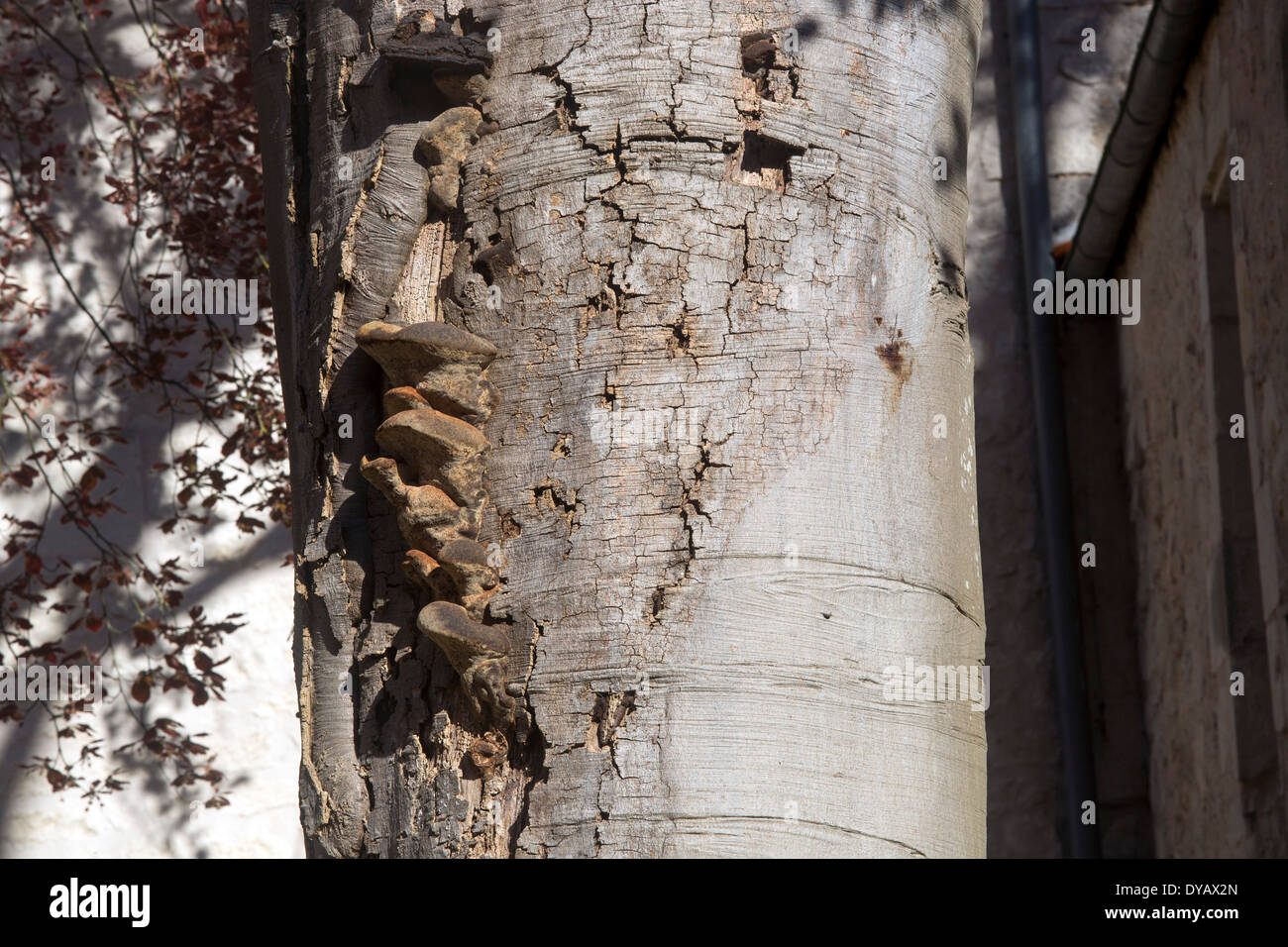 Tree bark with fungi hi-res stock photography and images - Alamy