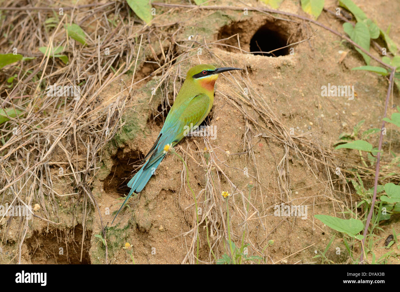 beautiful blue tailed bee eater (Merops philippinus) possing Stock ...