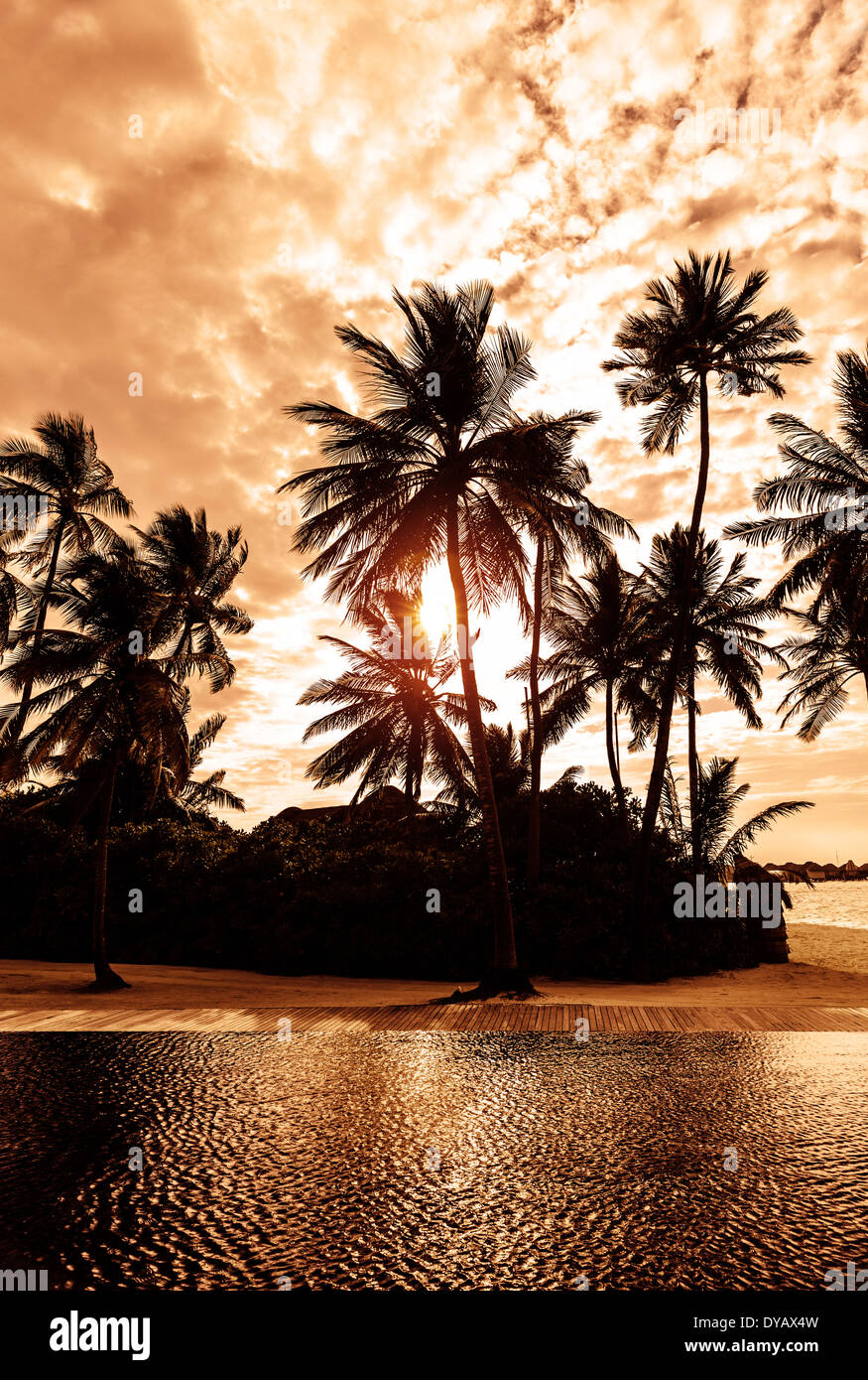 Tropical beach on sunset, beautiful card with silhouette of palm trees ...