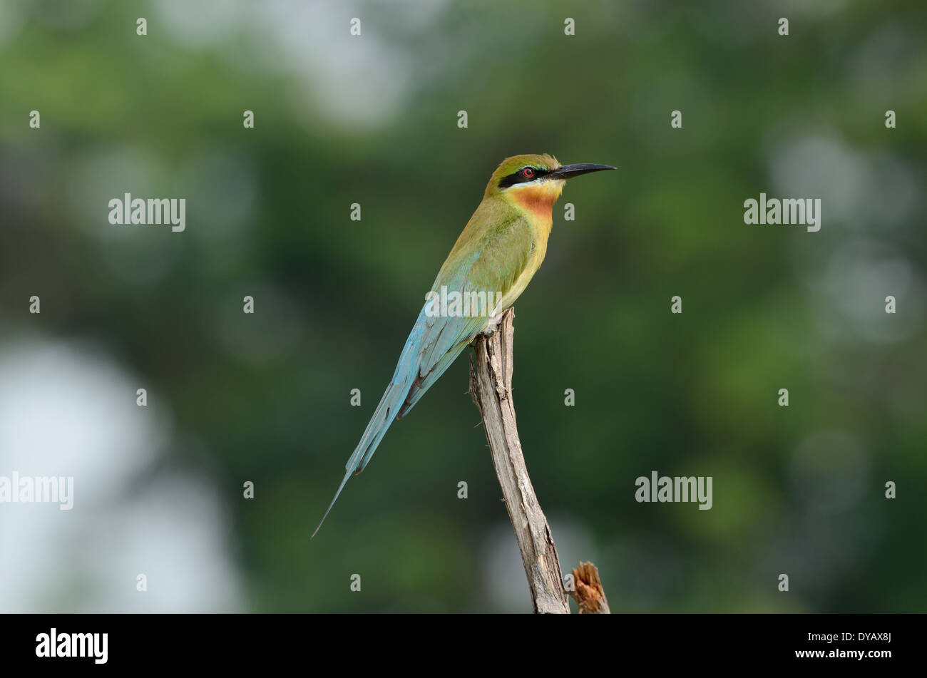 beautiful blue tailed bee eater (Merops philippinus) possing Stock ...