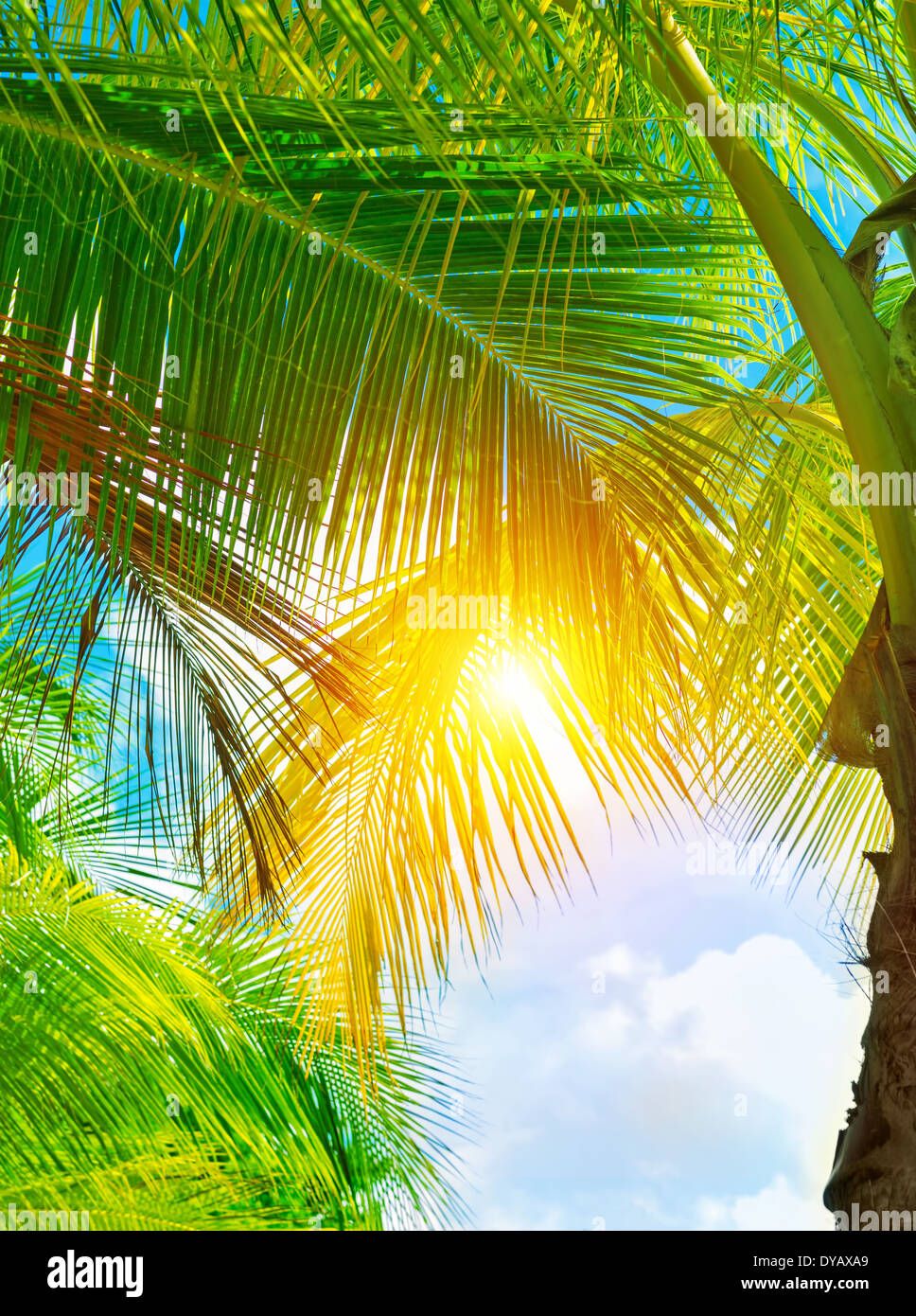 Fresh green palm tree leaves, bright yellow sun light through exotic ...