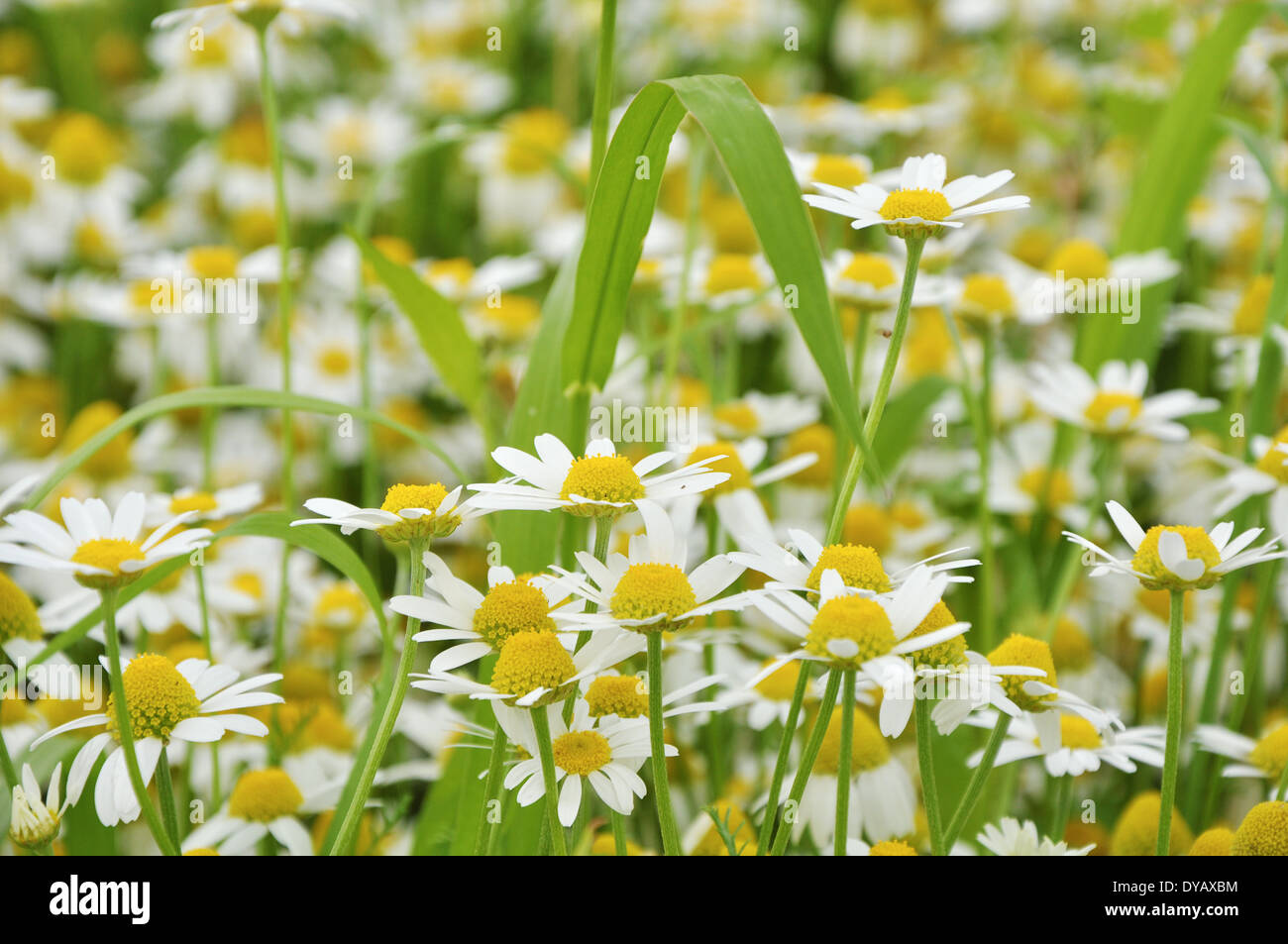Bright chamomile flowers growing on the field Stock Photo - Alamy