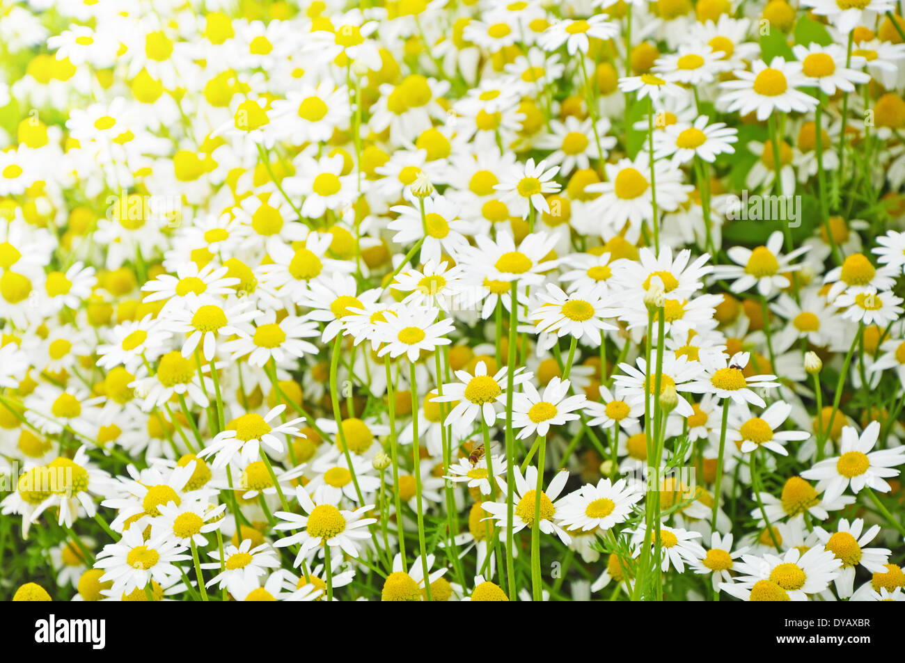 Bright background of chamomile field with fade to white corner Stock ...
