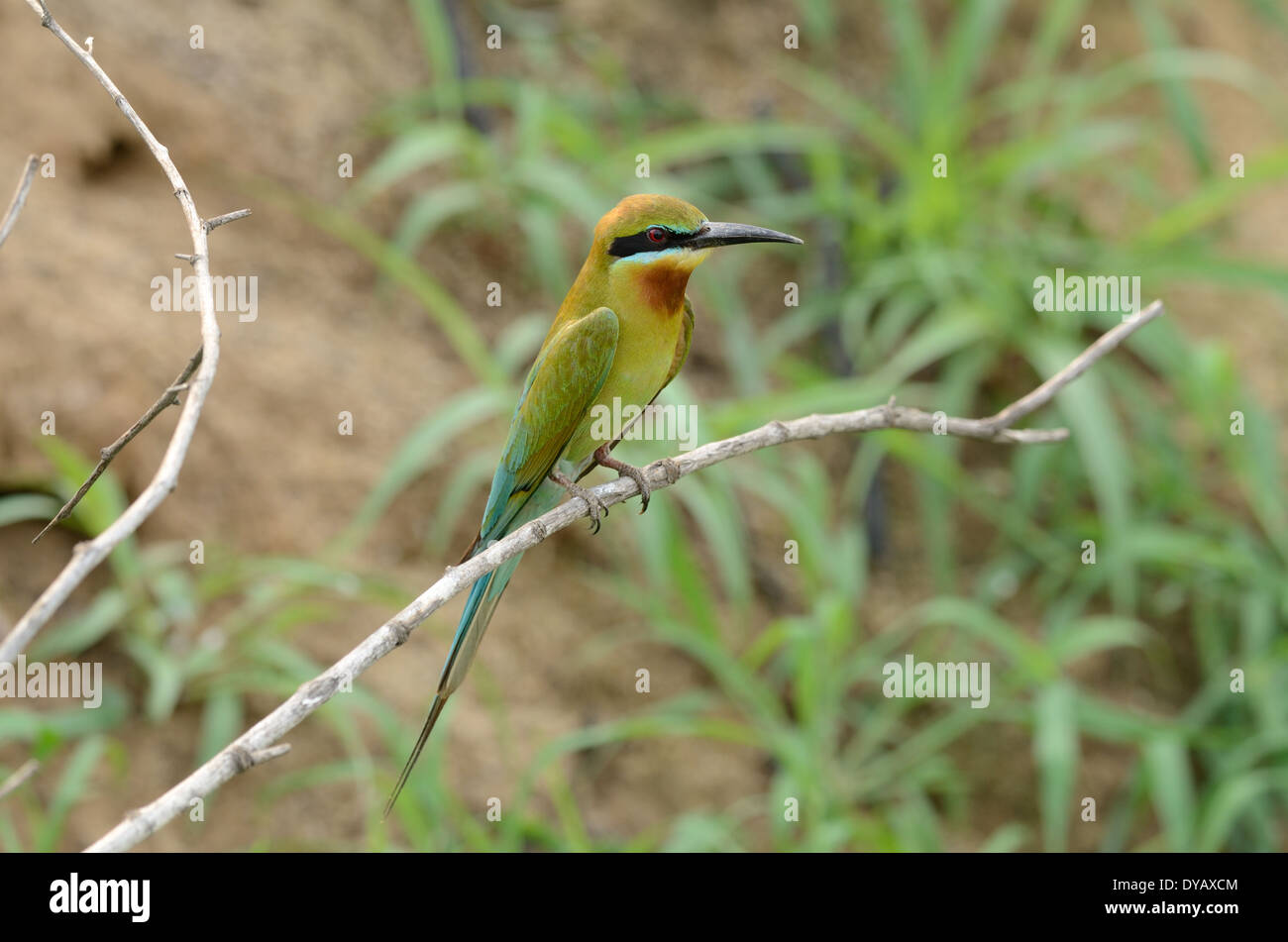 beautiful blue tailed bee eater (Merops philippinus) possing Stock ...