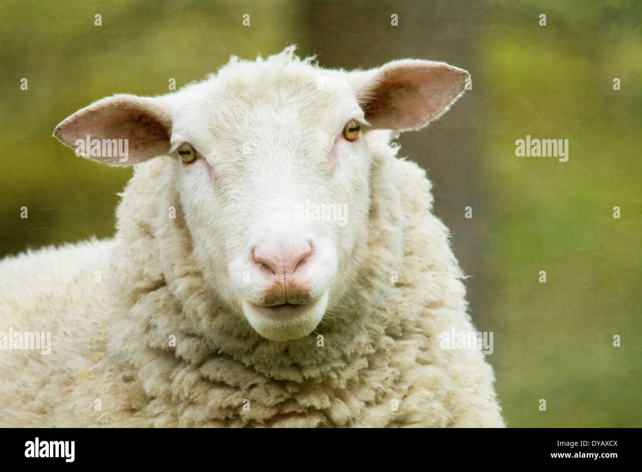 Swifter sheep hi-res stock photography and images - Alamy
