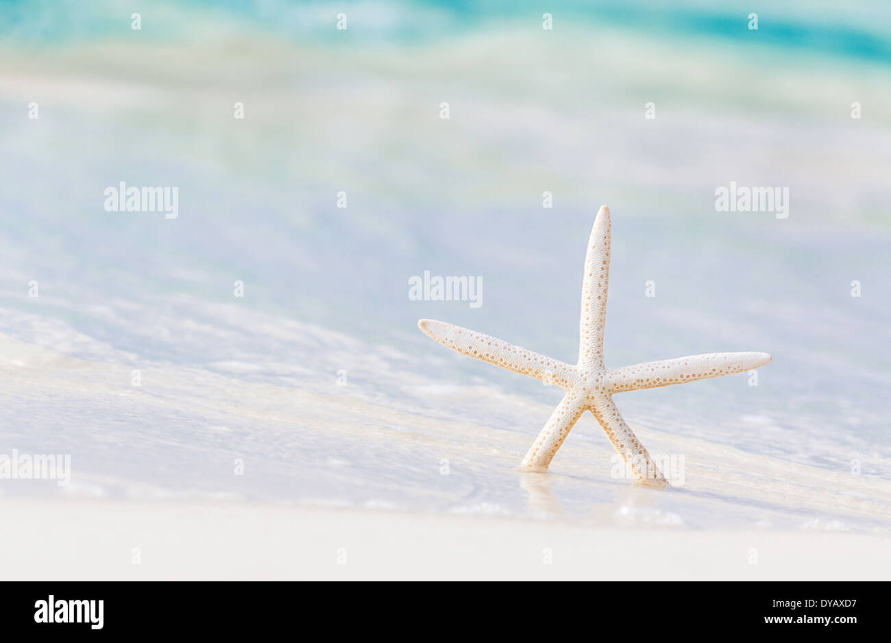 Little starfish on the beach, beautiful marine background, beauty of ...