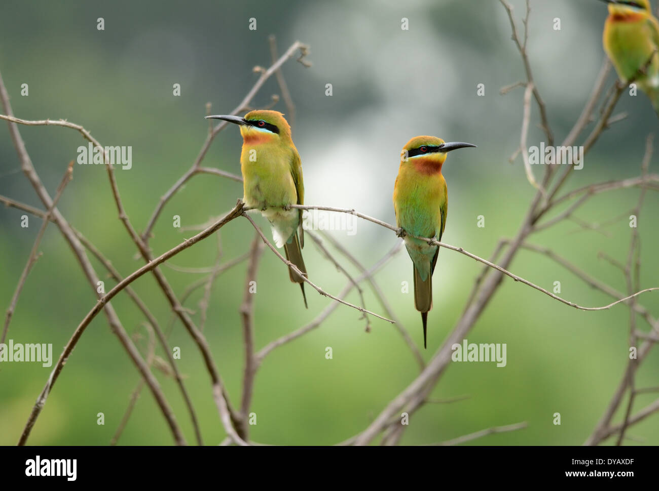 beautiful blue tailed bee eater (Merops philippinus) possing Stock ...