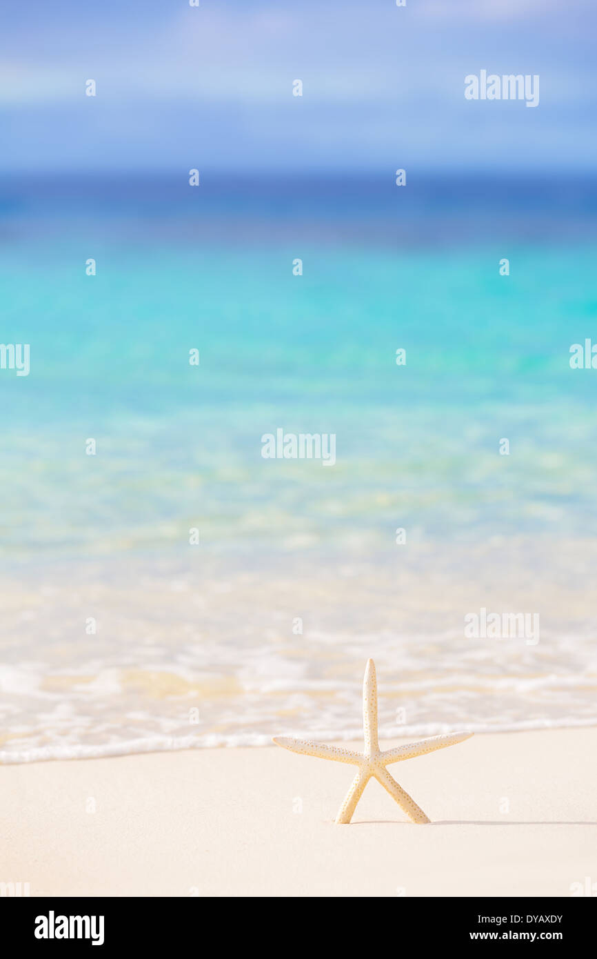 Little starfish on the beach, beautiful marine background, beauty of ...