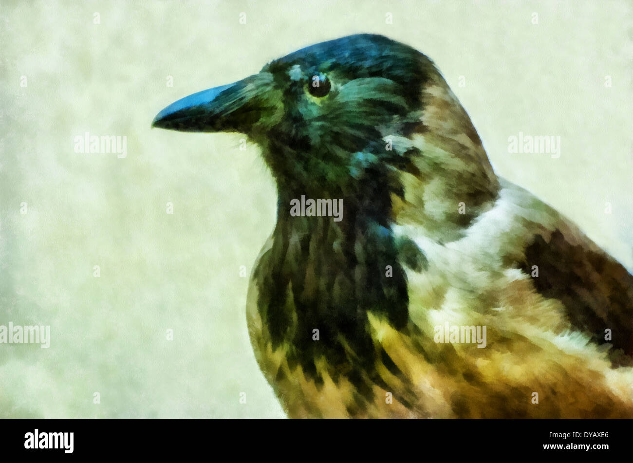 Crow (Corvus), the genus of the family of passerine birds,(Corvidae), Aquarelle Stock Photo - Alamy