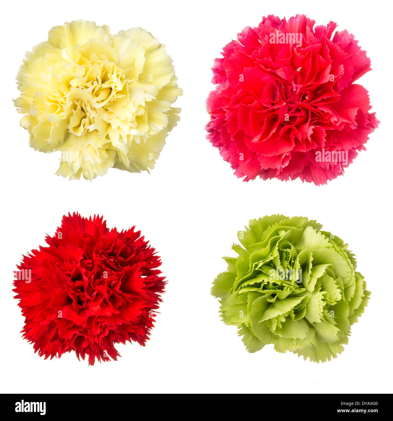 Red, pink, green and yellow carnation isolated on white Stock Photo - Alamy
