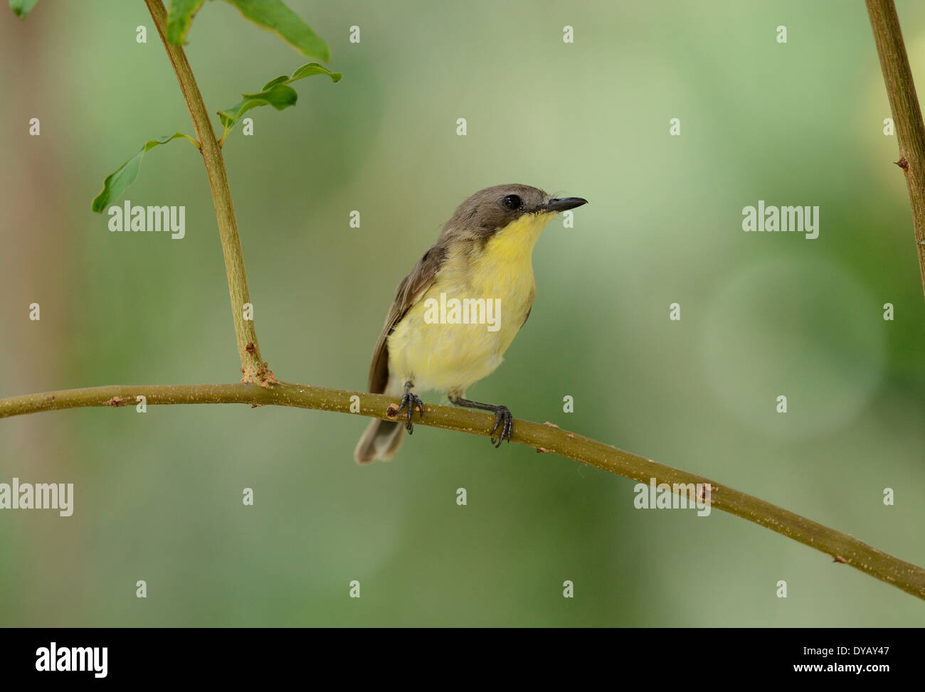 beautiful flyeater bird (Garygone sulphurea) in mangroove forest of ...