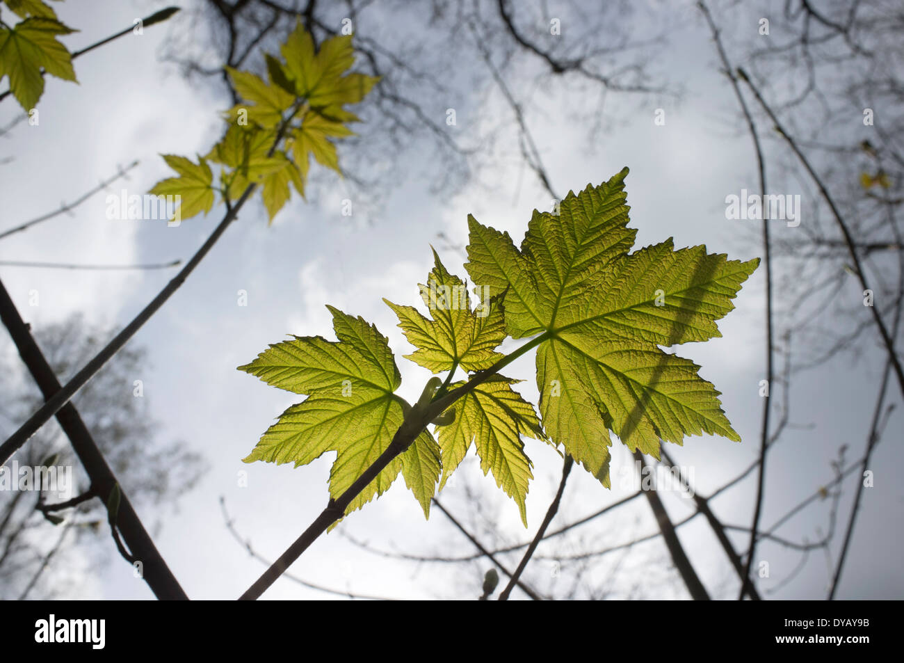 Backlit leaves hi-res stock photography and images - Alamy