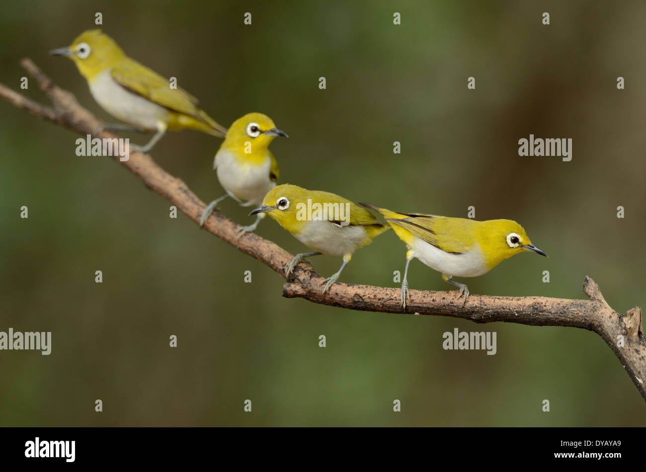 beautiful oriental white-eye (Zosterops palpebrosus) possing on branch ...