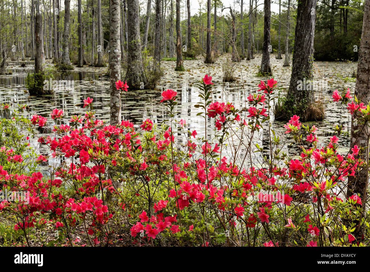 Plantation swamp azaleas hi-res stock photography and images - Alamy