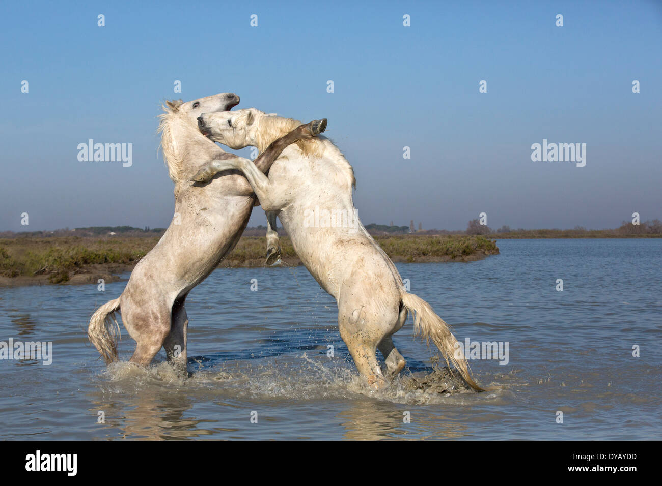 Two fighting horses hi-res stock photography and images - Alamy
