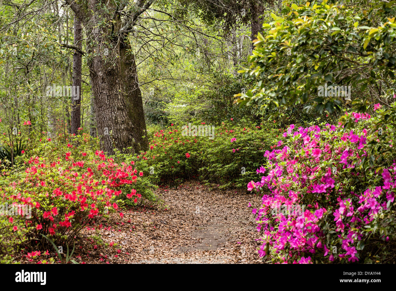 Azaleas blooming along the edge of blackwater bald cypress and tupelo ...