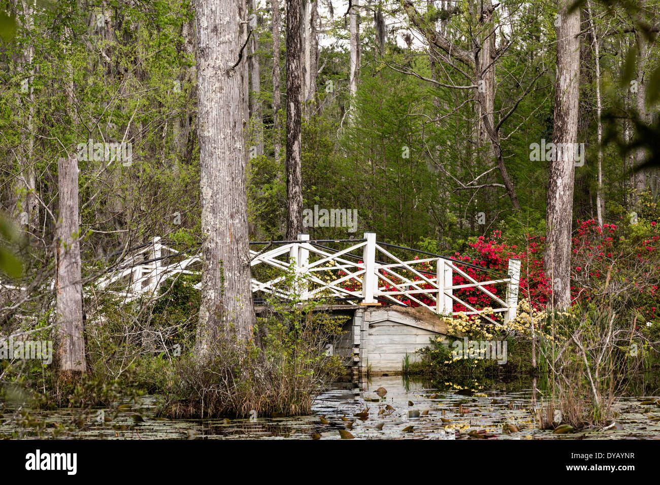 Foot bridge across the blackwater bald cypress and tupelo swamp during ...