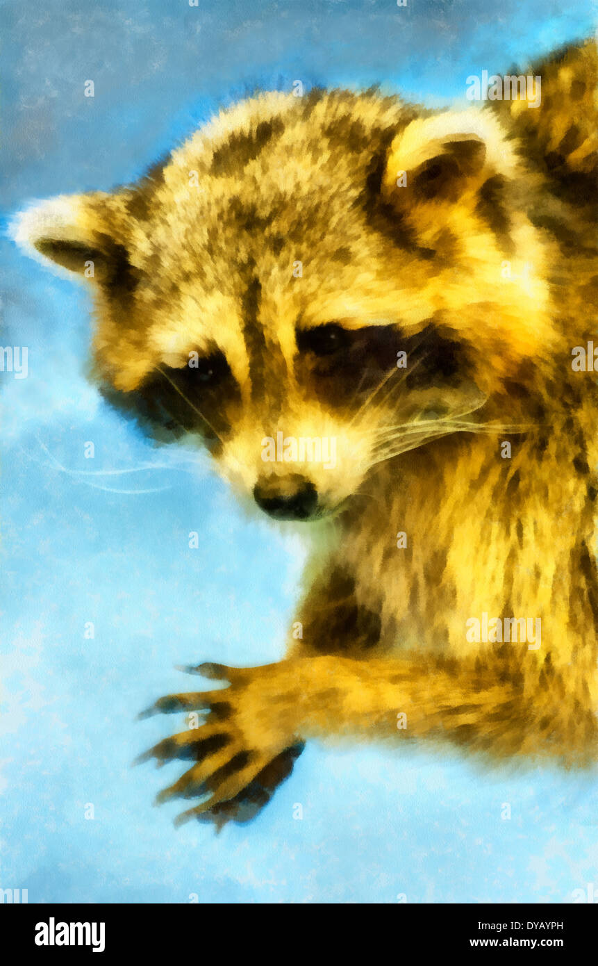 Carnivorous raccoons hi-res stock photography and images - Alamy