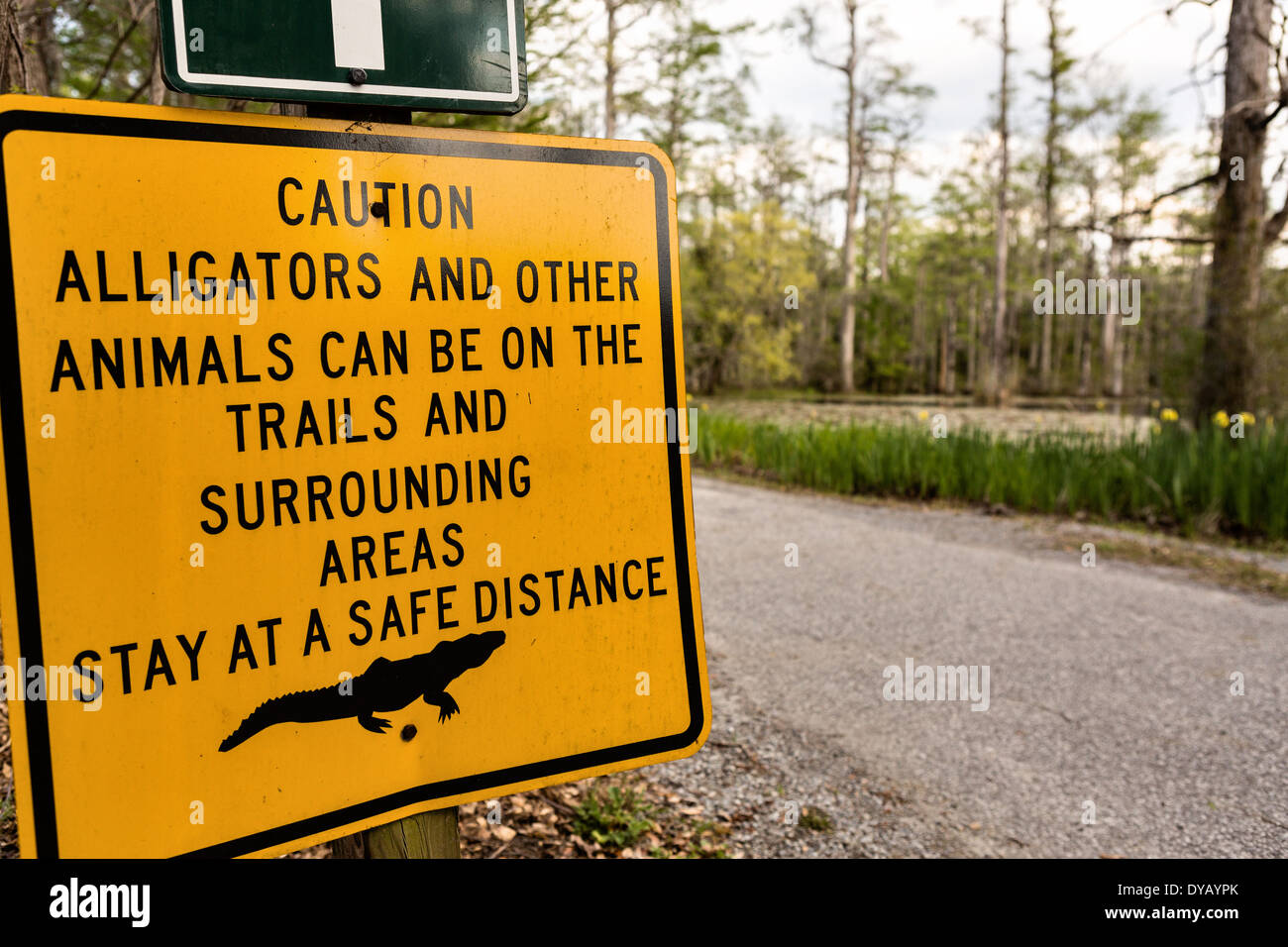 Sign warning visitors of alligators in the blackwater bald cypress and ...