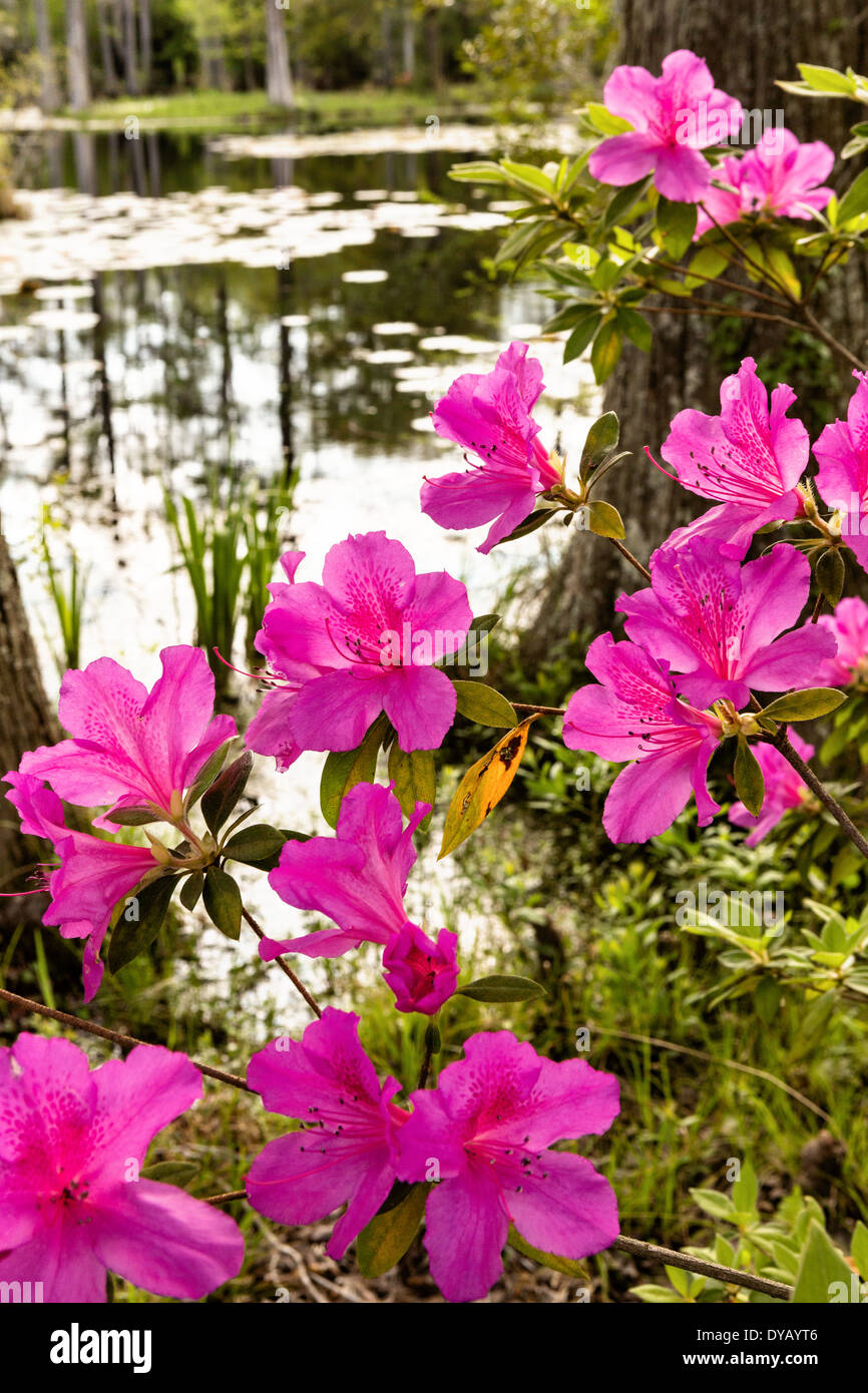 Spring azaleas swamp gardens sc hi-res stock photography and images - Alamy