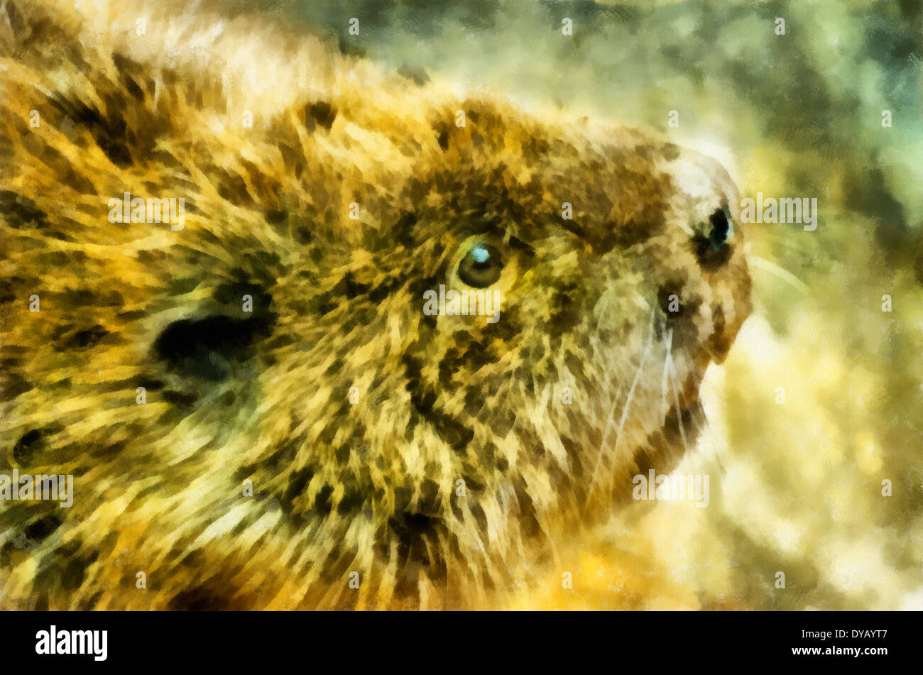Beaver Illustrations High Resolution Stock Photography and Images - Alamy
