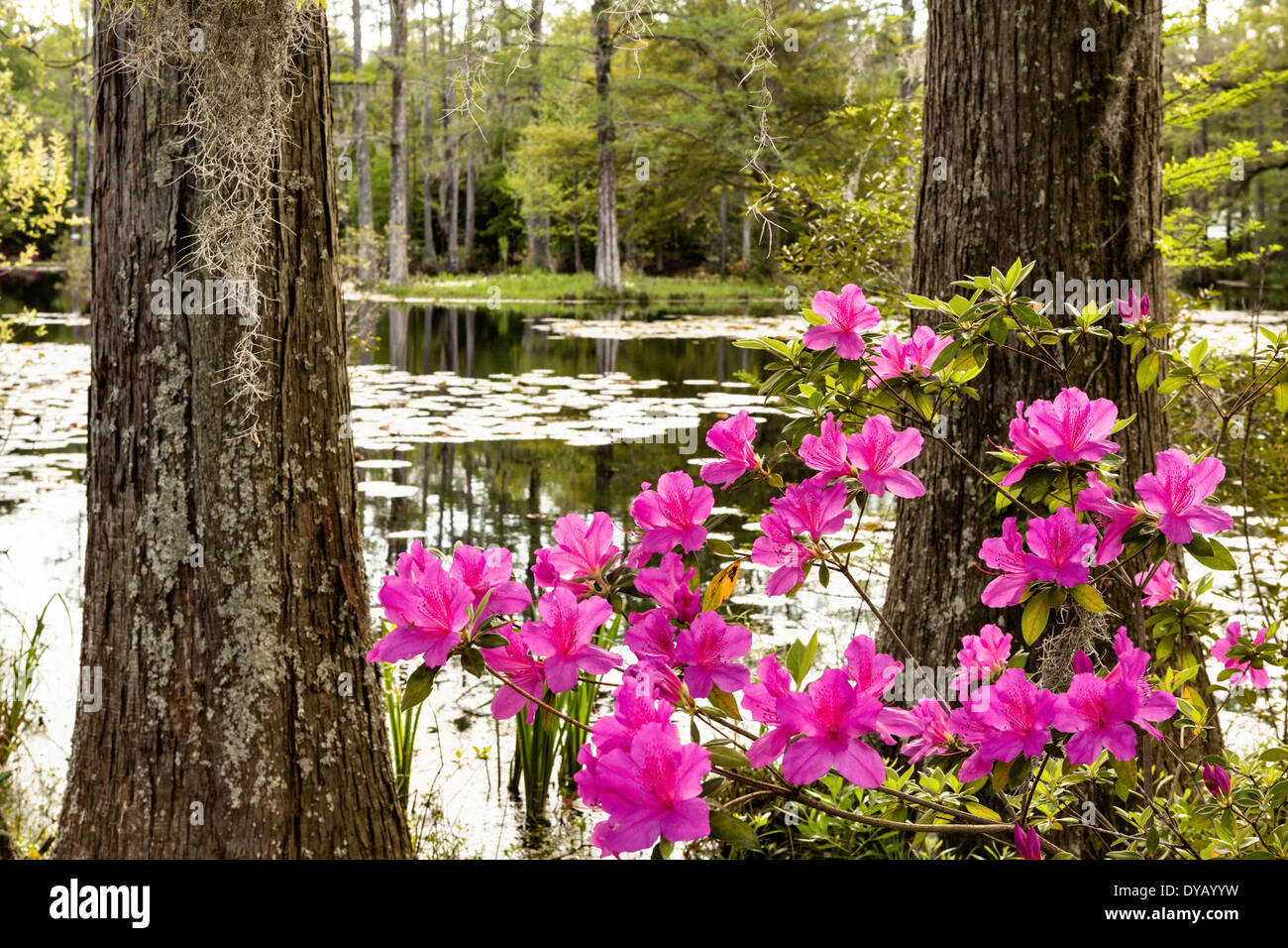 Plantation swamp azaleas hi-res stock photography and images - Alamy