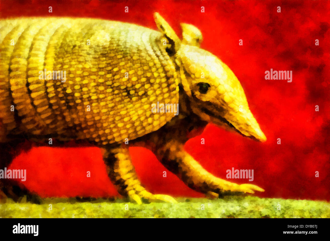 Armadillos family hi-res stock photography and images - Alamy