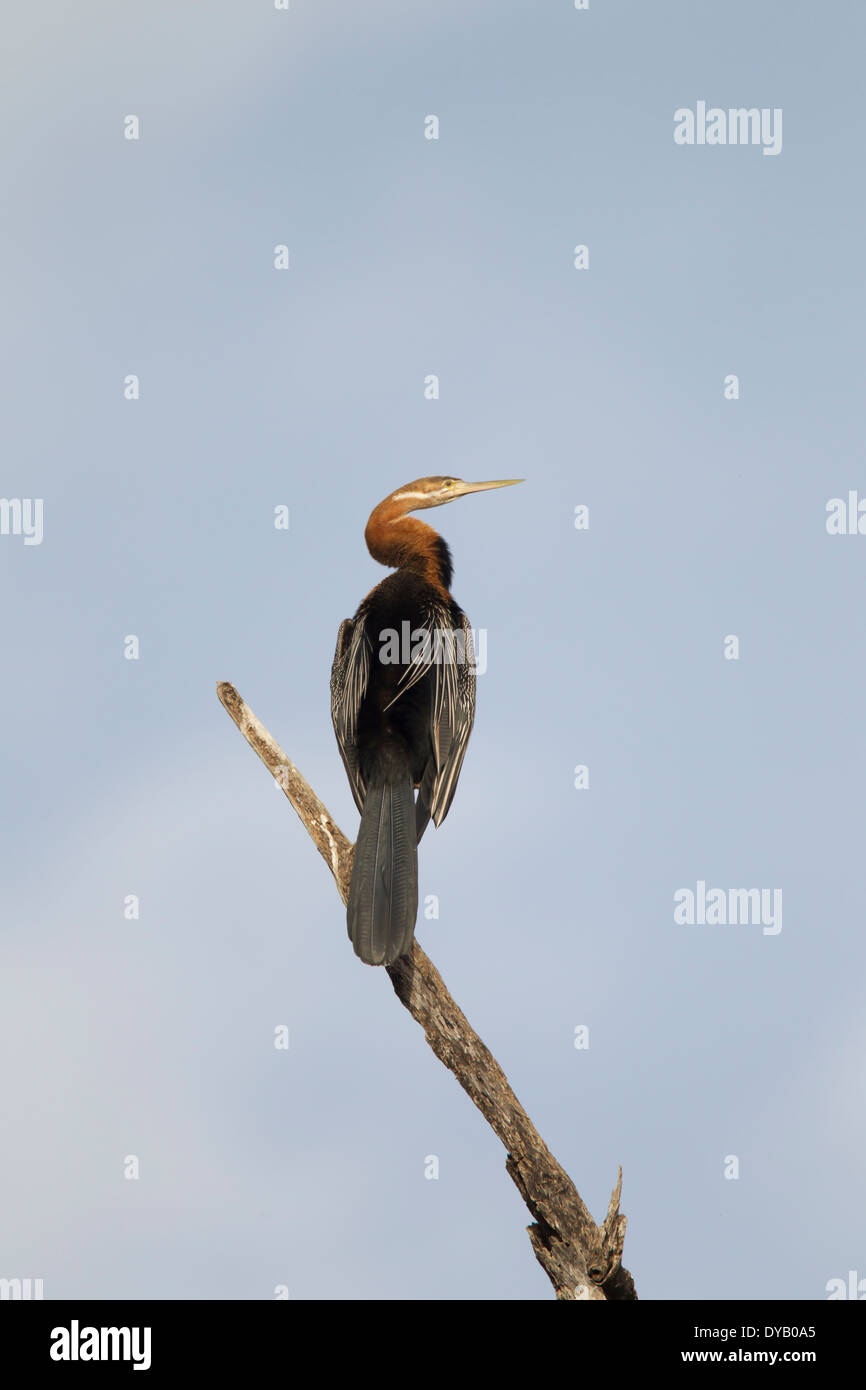 Sahara africa bird flight hi-res stock photography and images - Alamy