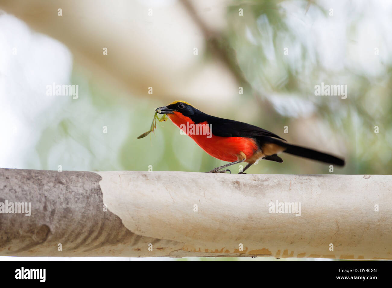 Yellow-crowned Gonolek - eating praying mantis Laniarius barbarus ...