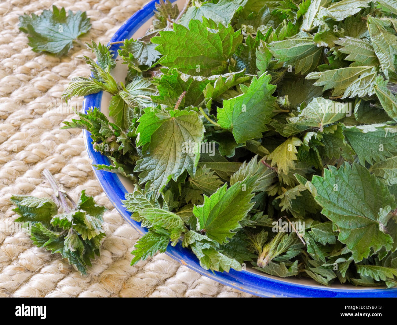 Nettles in a bowl hi-res stock photography and images - Alamy