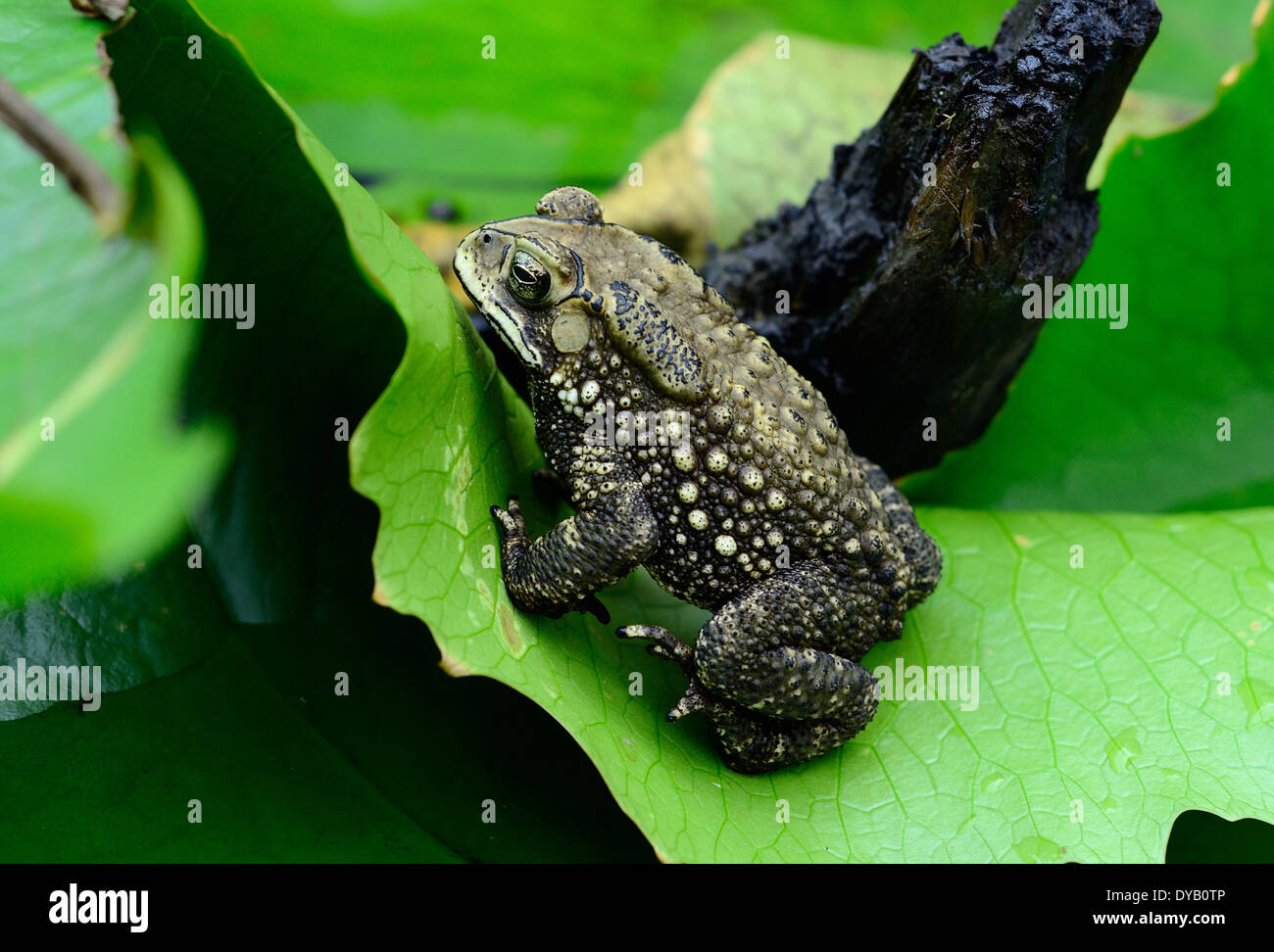 beautiful female Black-spined Toad (Bufo melanostictus) on lotus leaf ...
