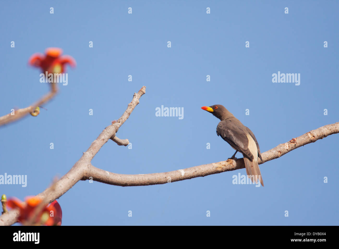 Yellow-billed Oxpecker - 0n flowering tree Buphagus africanus Gambia ...