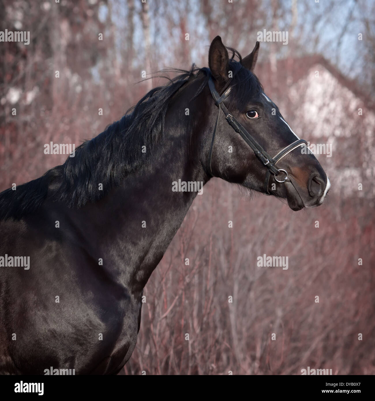 Trakehner black stallion hi-res stock photography and images - Alamy