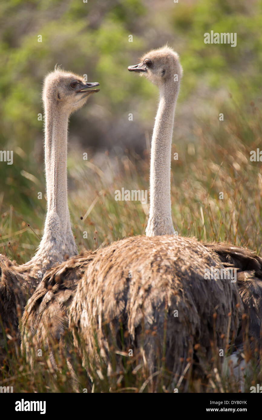 Two ostriches pose for their portrait in the Cape Point Nature Reserve ...