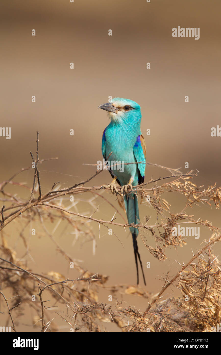 Abyssinian Roller Coracias abyssinicus Gambia, West Africa BI025404 ...